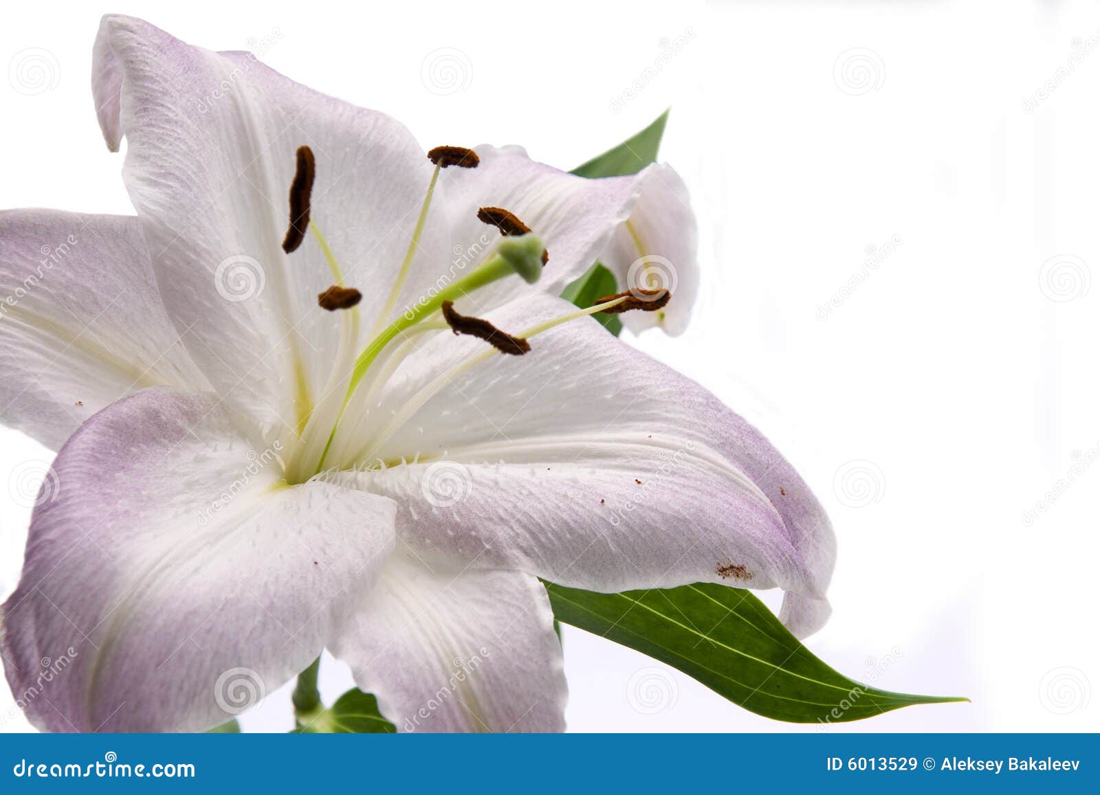 Cor-de-rosa lilly imagem de stock. Imagem de mola, usina - 6013529