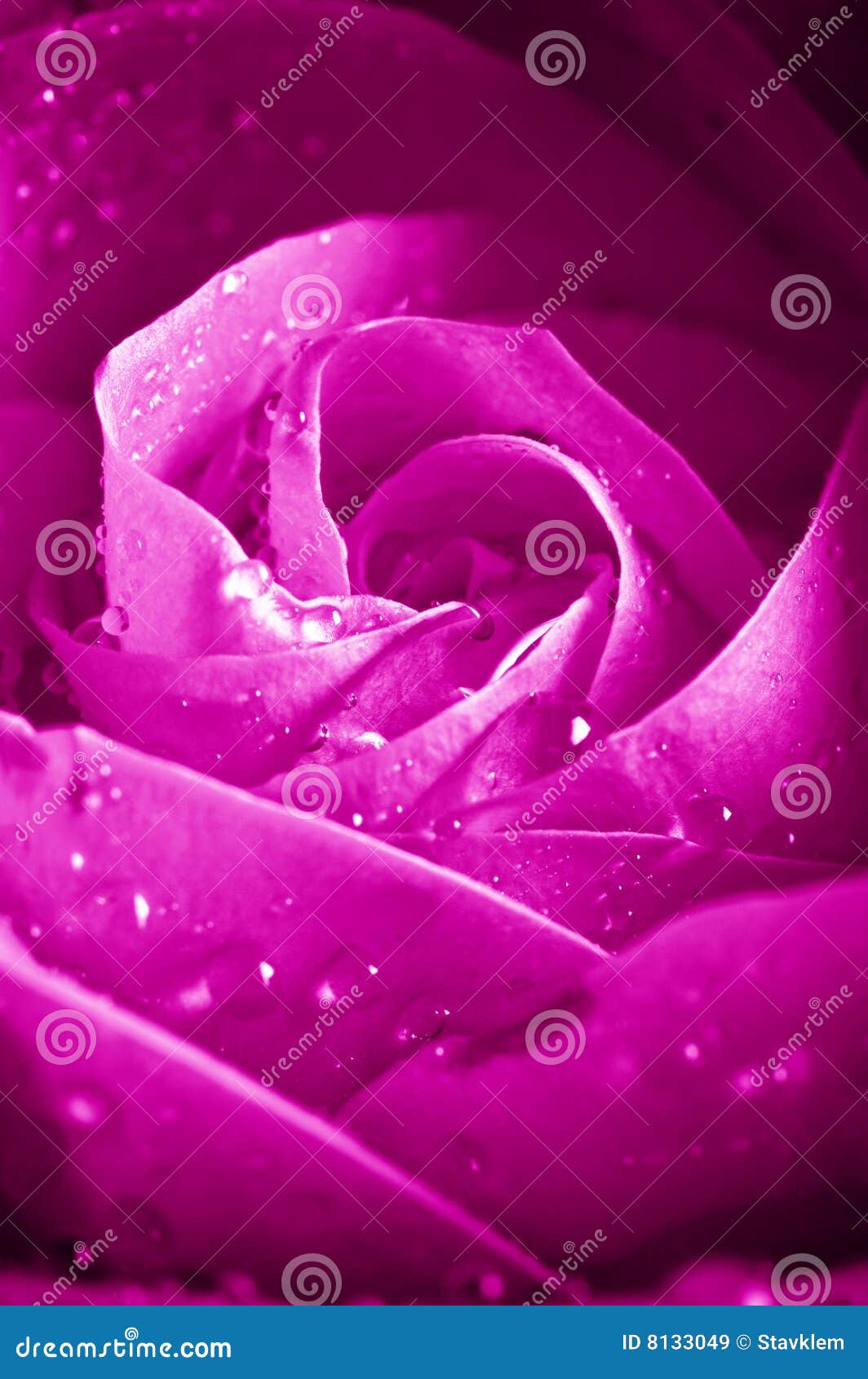 A Cor-de-rosa Violeta De Beautiul Levantou-se Imagem de Stock - Imagem ...