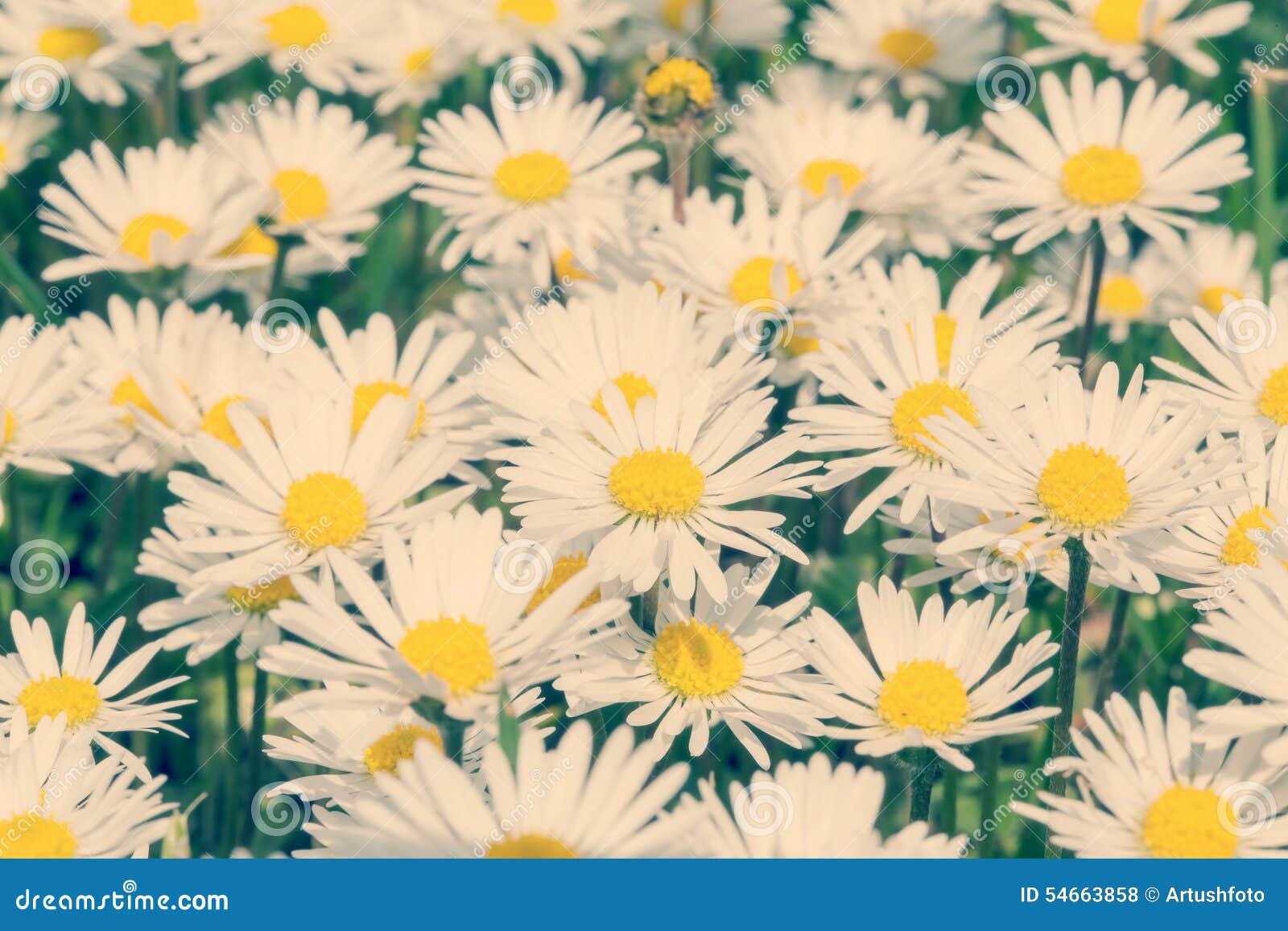 Cor Retro Da Flor Pequena Da Margarida Foto de Stock - Imagem de planta ...