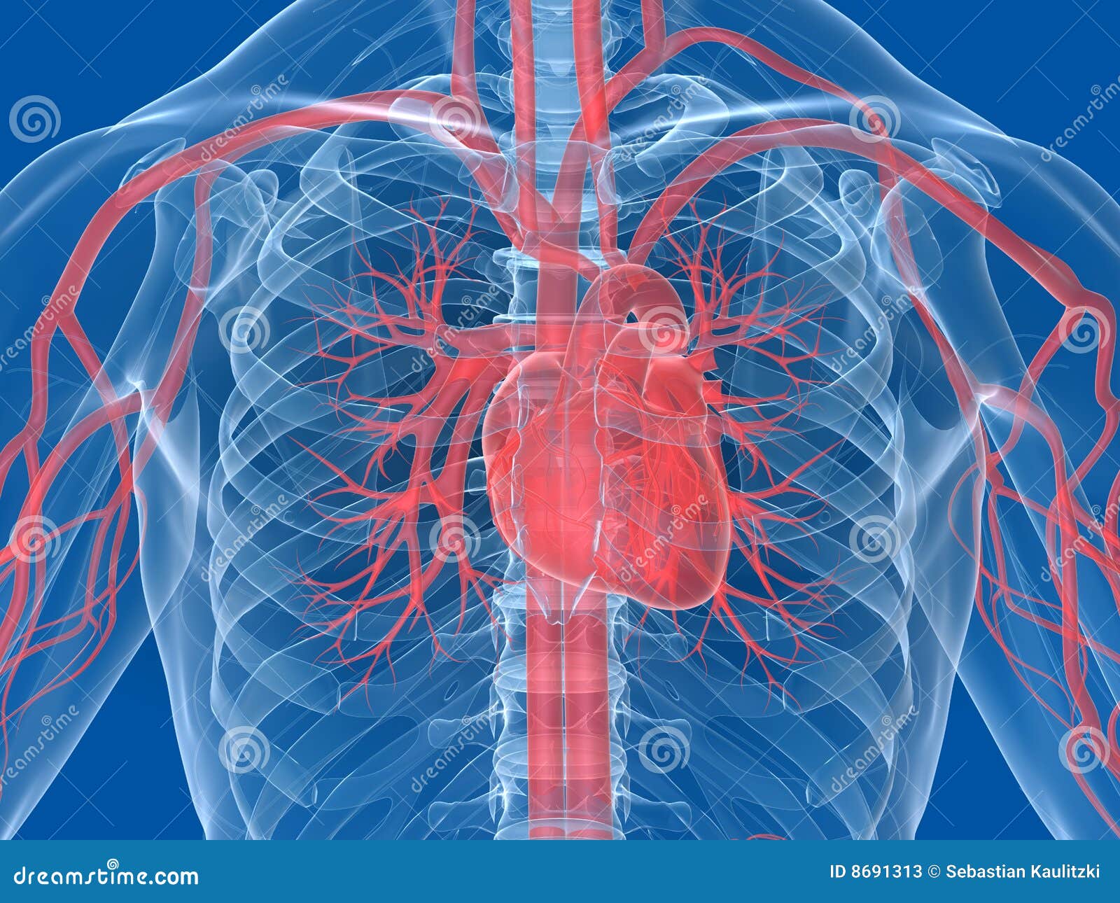 Coração Humano Fotos de Stock - Imagem: 8691313