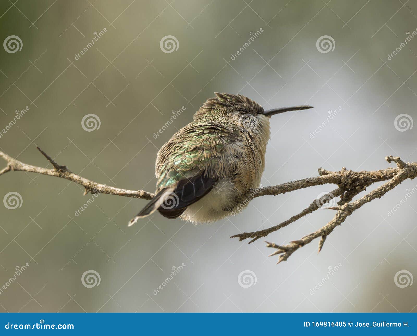 Cora Hummingbird Sleeping on a Branch Stock Image - Image of sleep ...