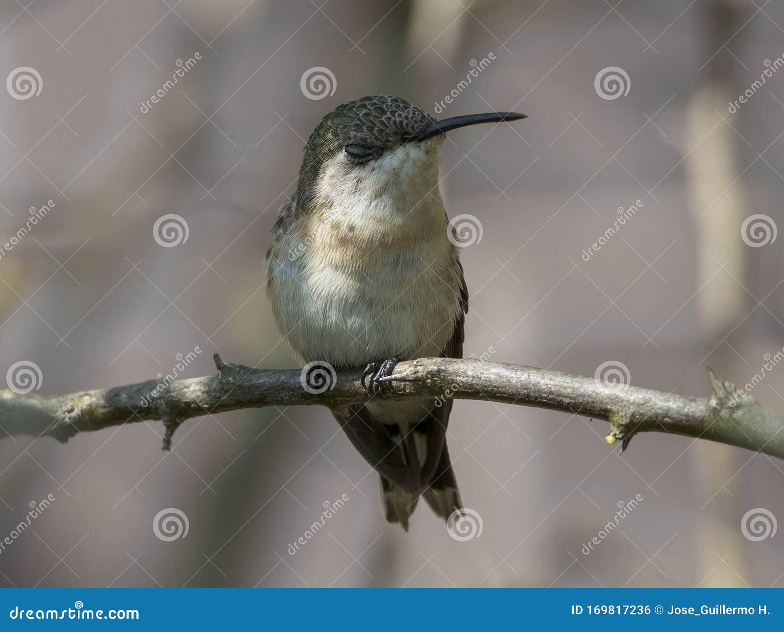 Cora Hummingbird Sleeping on a Branch Stock Photo - Image of flying ...