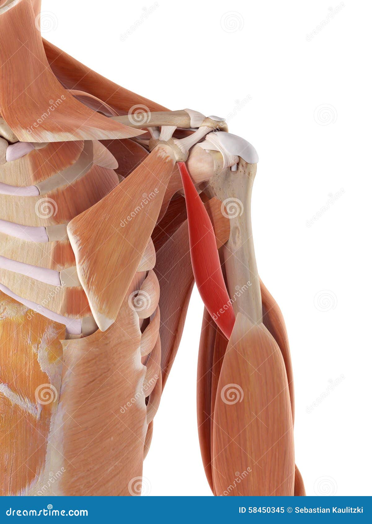 The coracobrachialis stock illustration. Illustration of human - 58450345