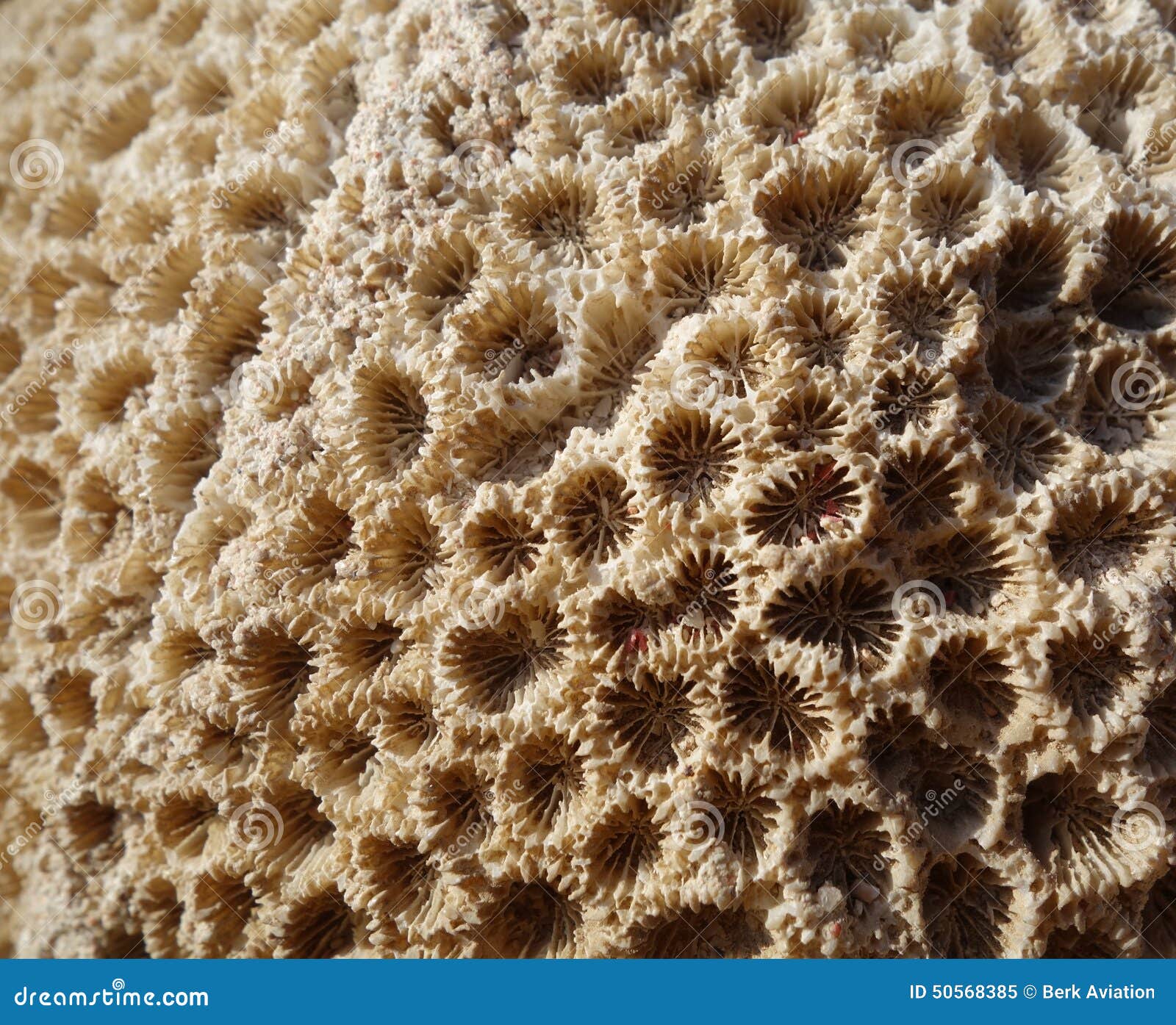 Corail image stock. Image du fond, fermer, nature, rare - 50568385