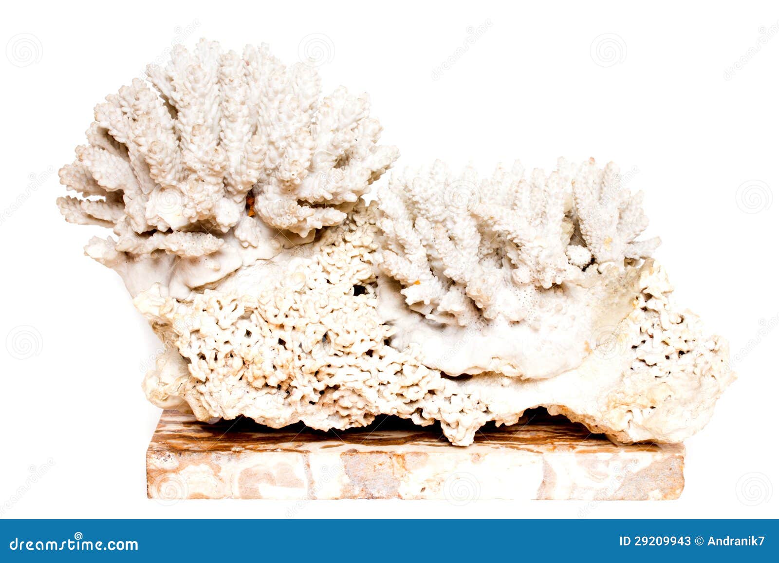 Corail blanc image stock. Image du économie, durée, fond - 29209943