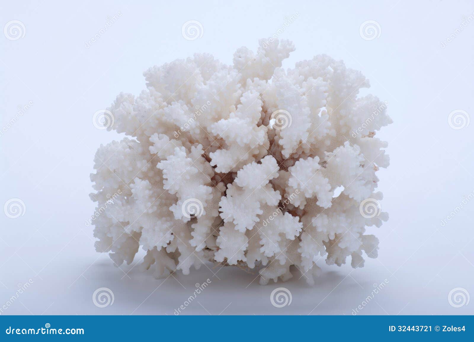 Corail blanc image stock. Image du simple, souvenirs - 32443721