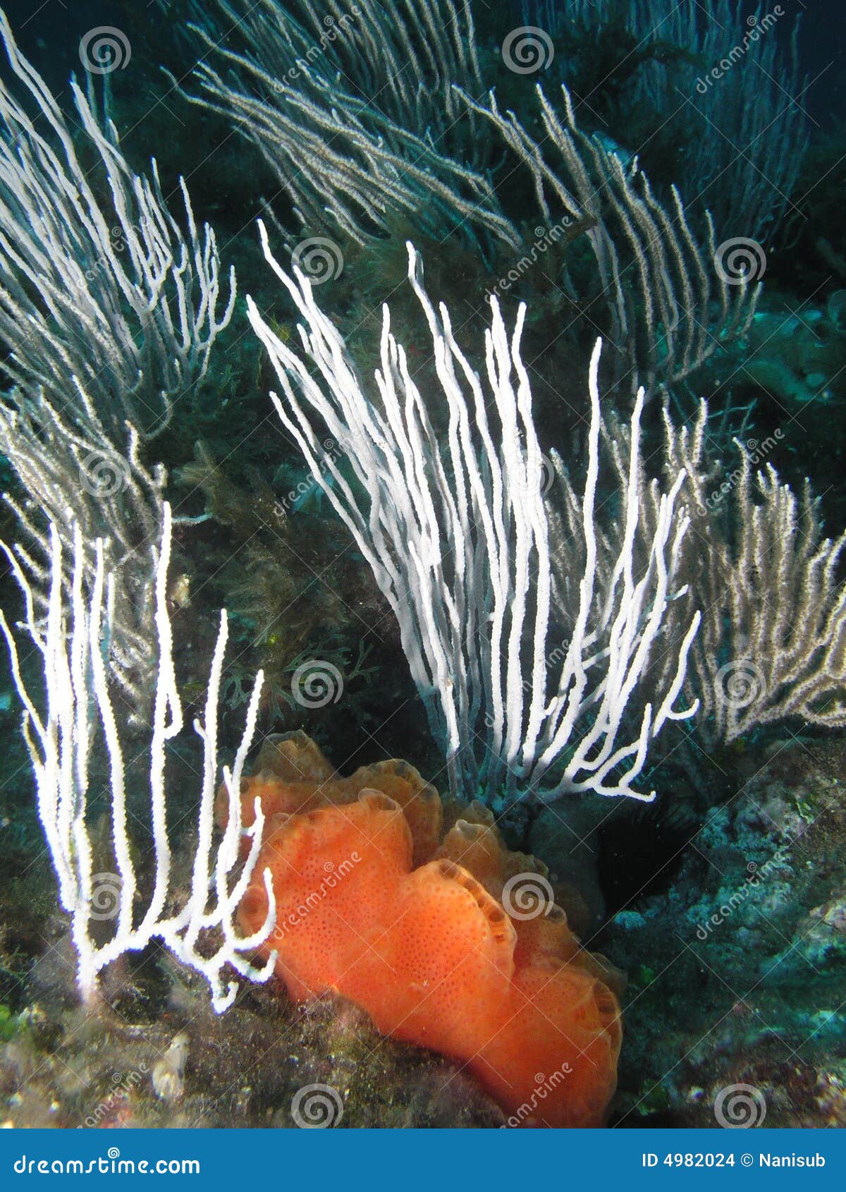 Corail blanc photo stock. Image du espagne, espagnol, blanc - 4982024