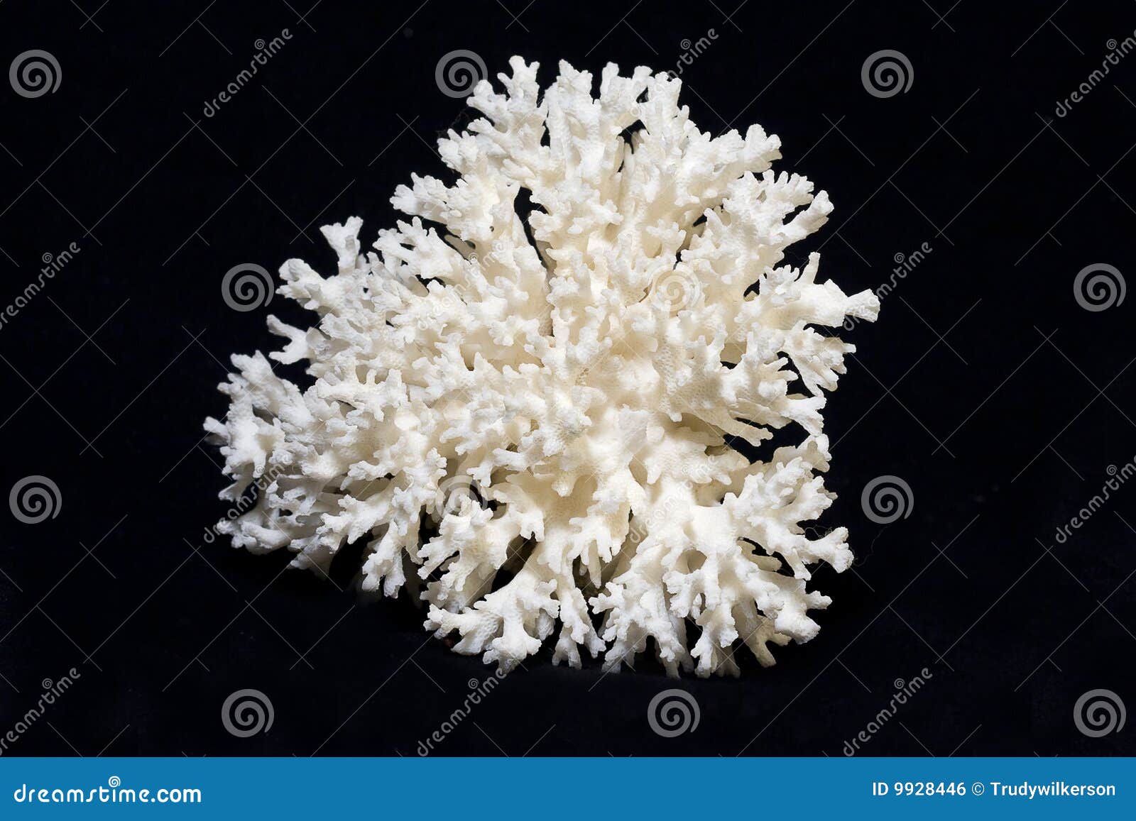 Corail blanc photo stock. Image of océan, marin, fond - 9928446