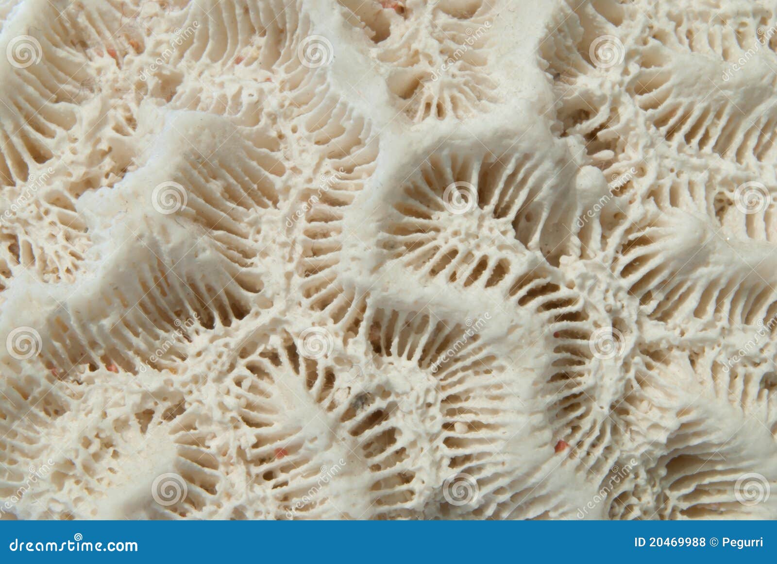 Corail de cerveau blanc photo stock. Image du complexité - 20469988