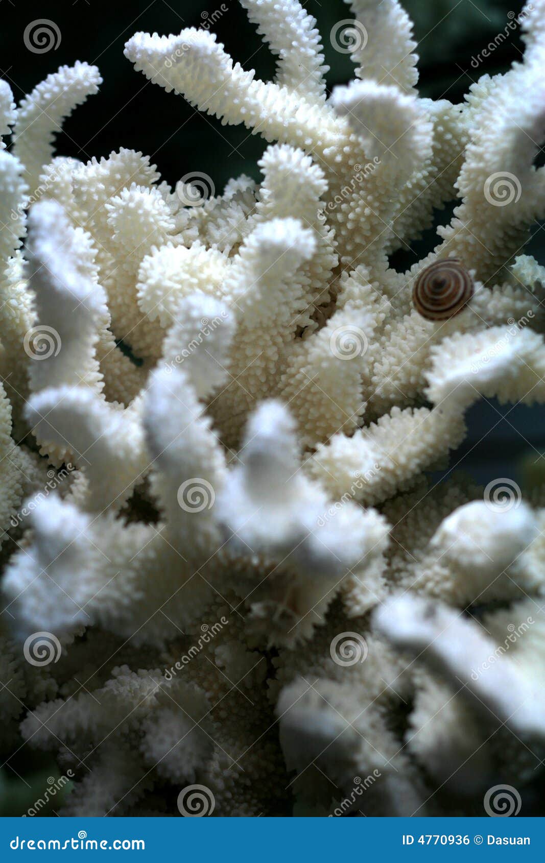 CORAIL de STAGHORN blanc photo stock. Image du blanc, corail - 4770936
