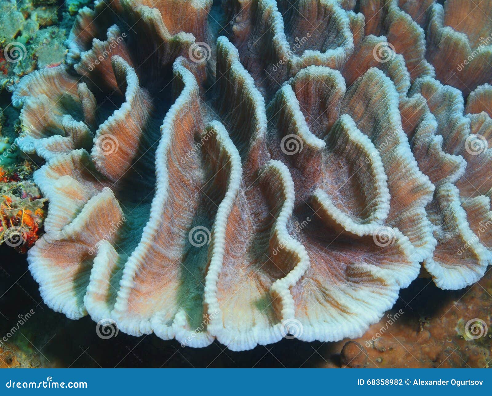 Corail en pierre photo stock. Image du pierre, monde - 68358982