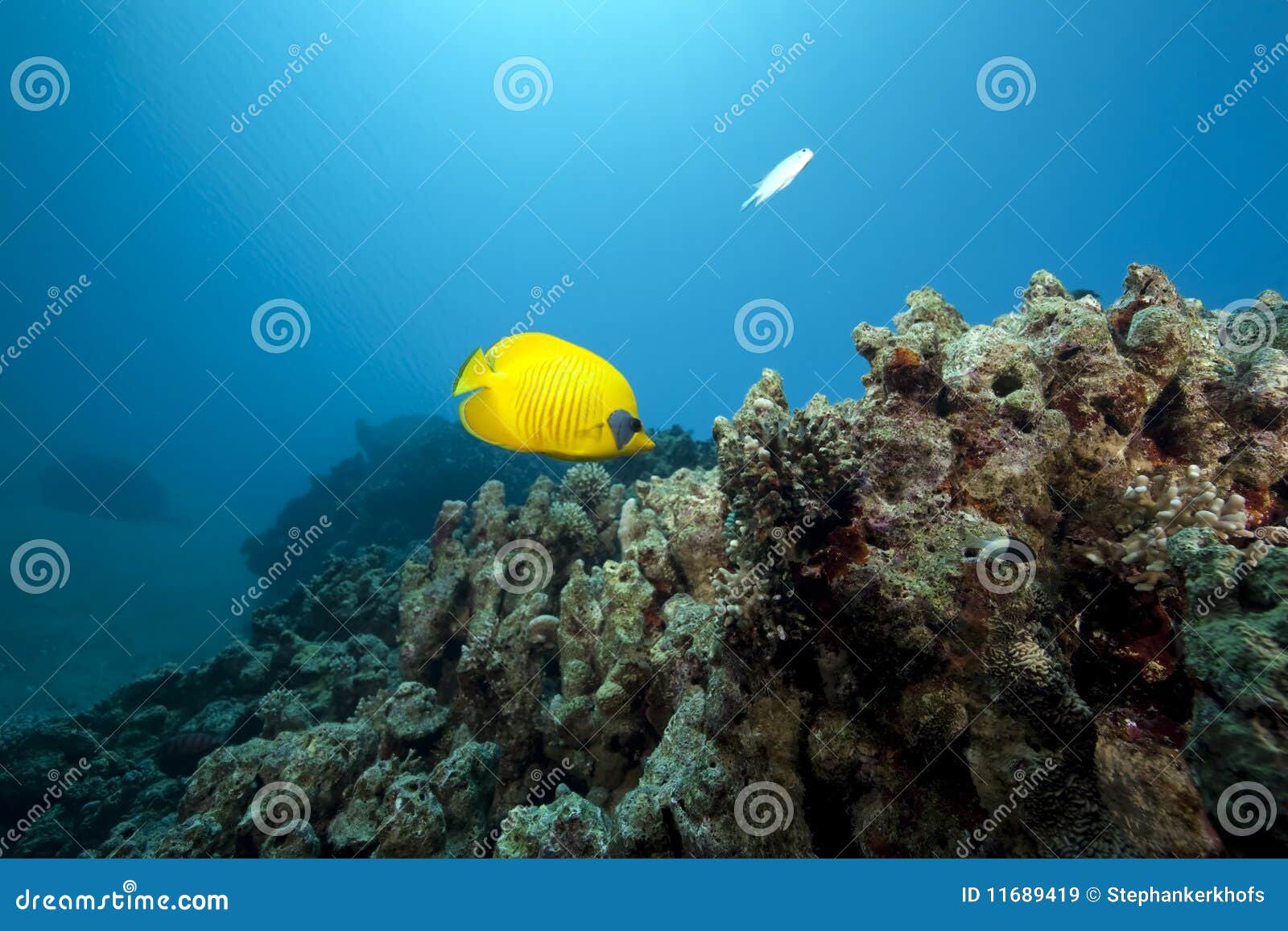 Corail et poissons image stock. Image du roulement, paisible - 11689419