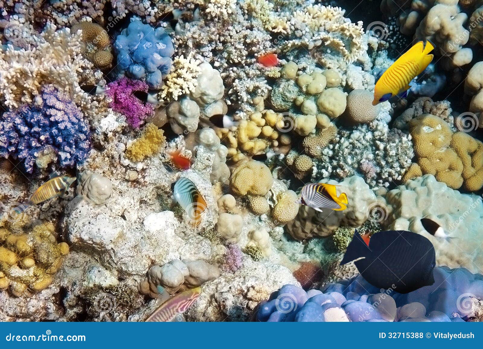 Corail et poissons photo stock. Image du corail, seascape - 32715388