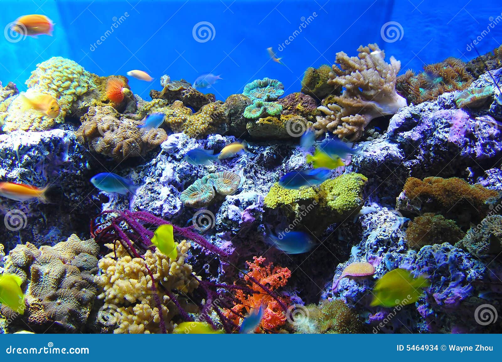 Corail et poissons photo stock. Image du profondément - 5464934