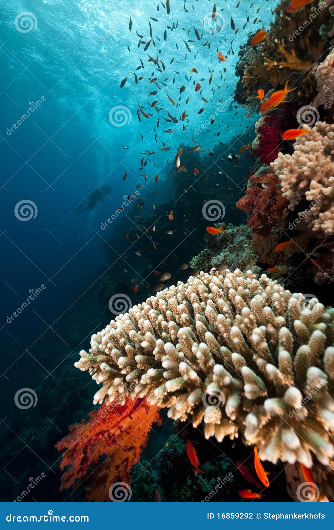 Corail Et Poissons En Mer Rouge. Photo stock - Image du océan, couleur ...