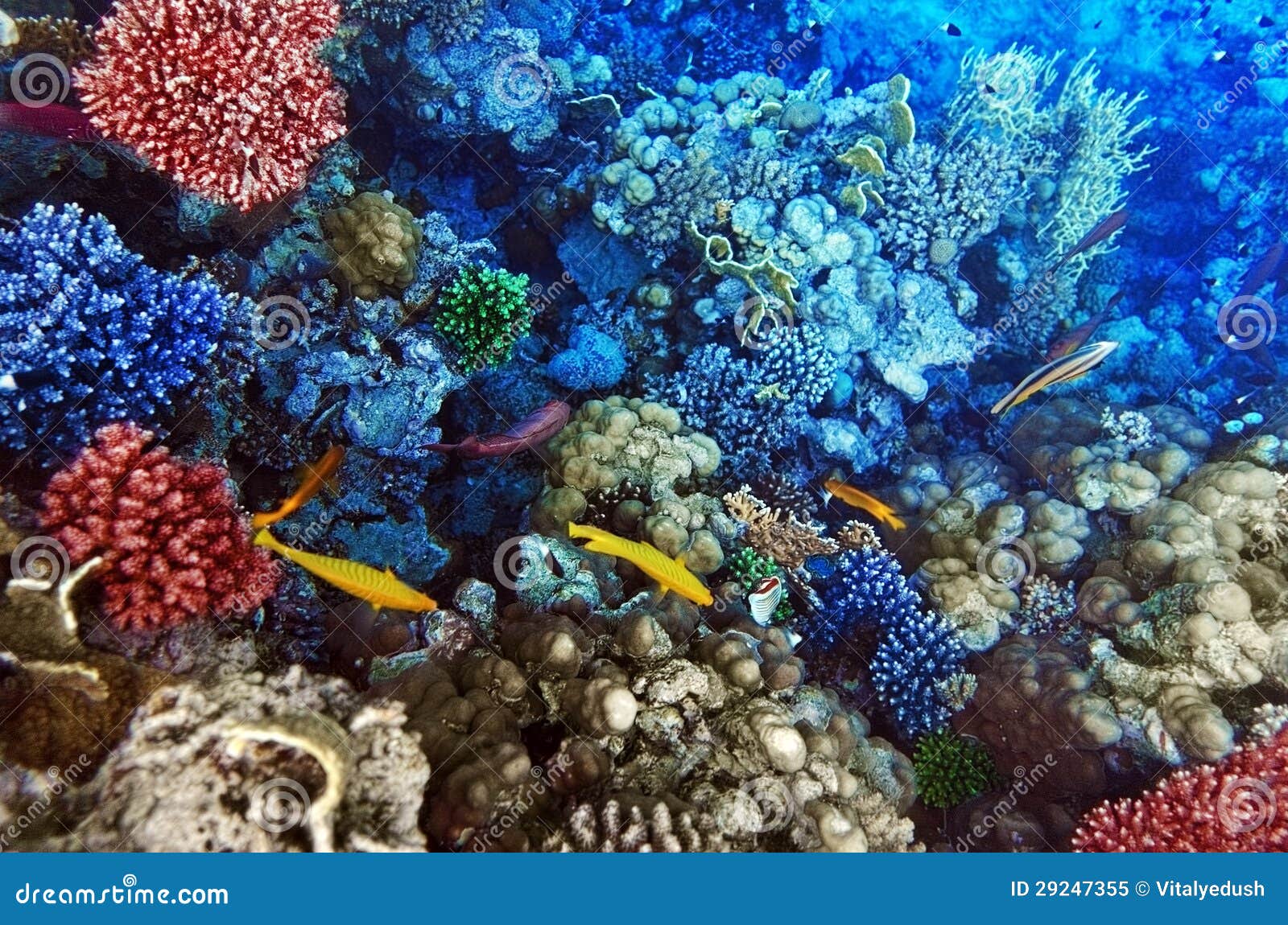 Corail Et Poissons En Mer Rouge. Image stock - Image du banc, egypte ...