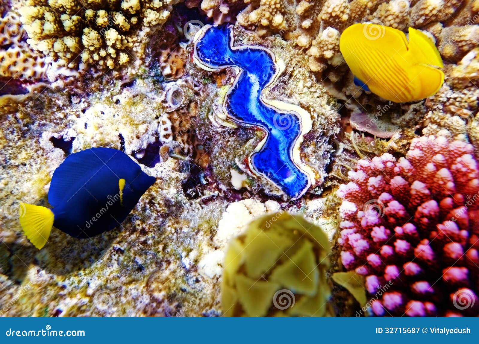 Corail Et Poissons En Mer Rouge. Image stock - Image du corail, banc ...