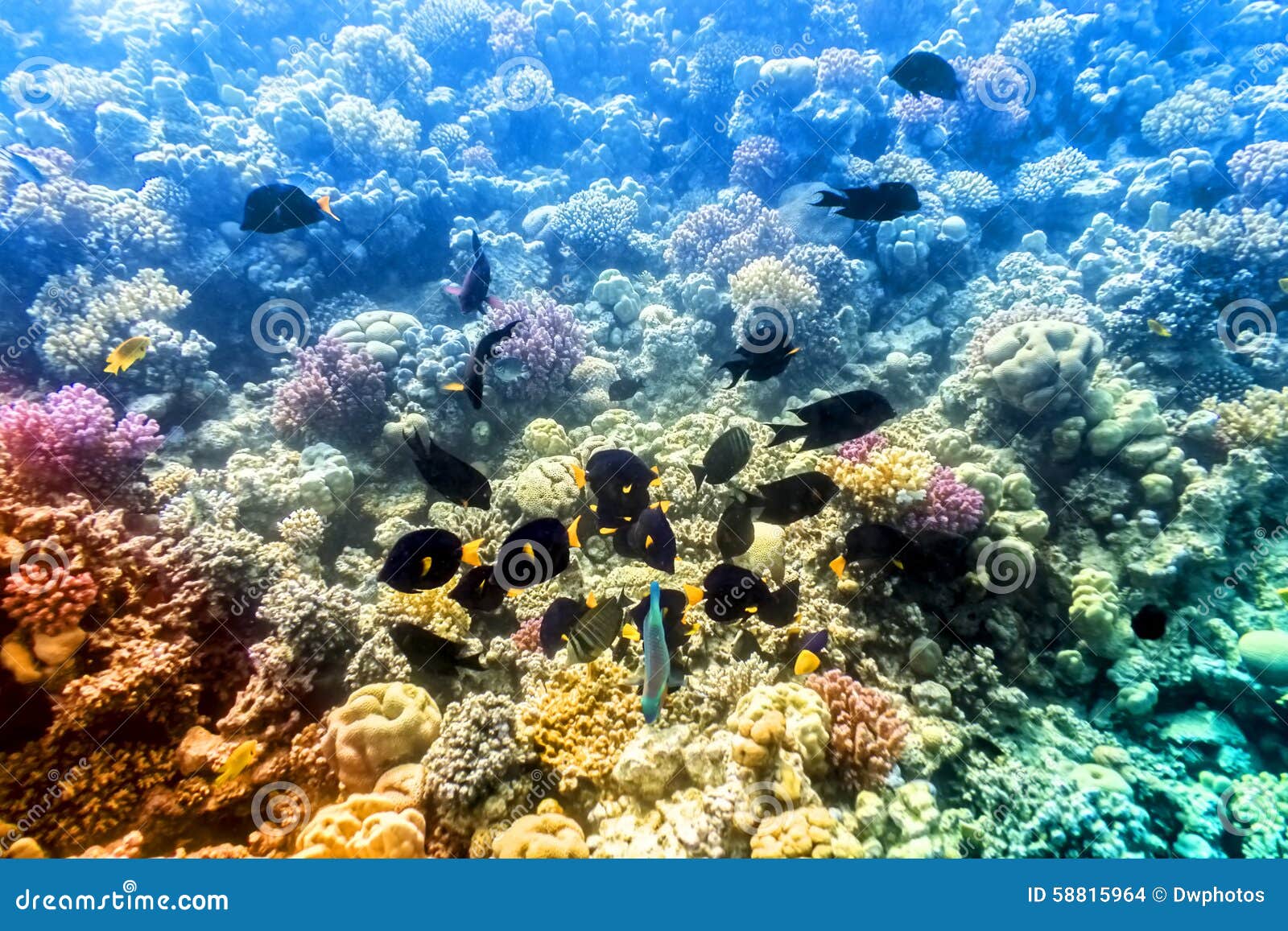 Corail Et Poissons En Mer Rouge Photo stock - Image du océan, lagune ...