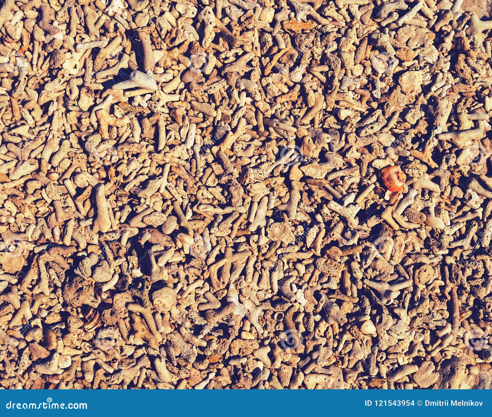 Corail Mort à La Plage - Plan Rapproché De Corail Blanc Photo stock ...