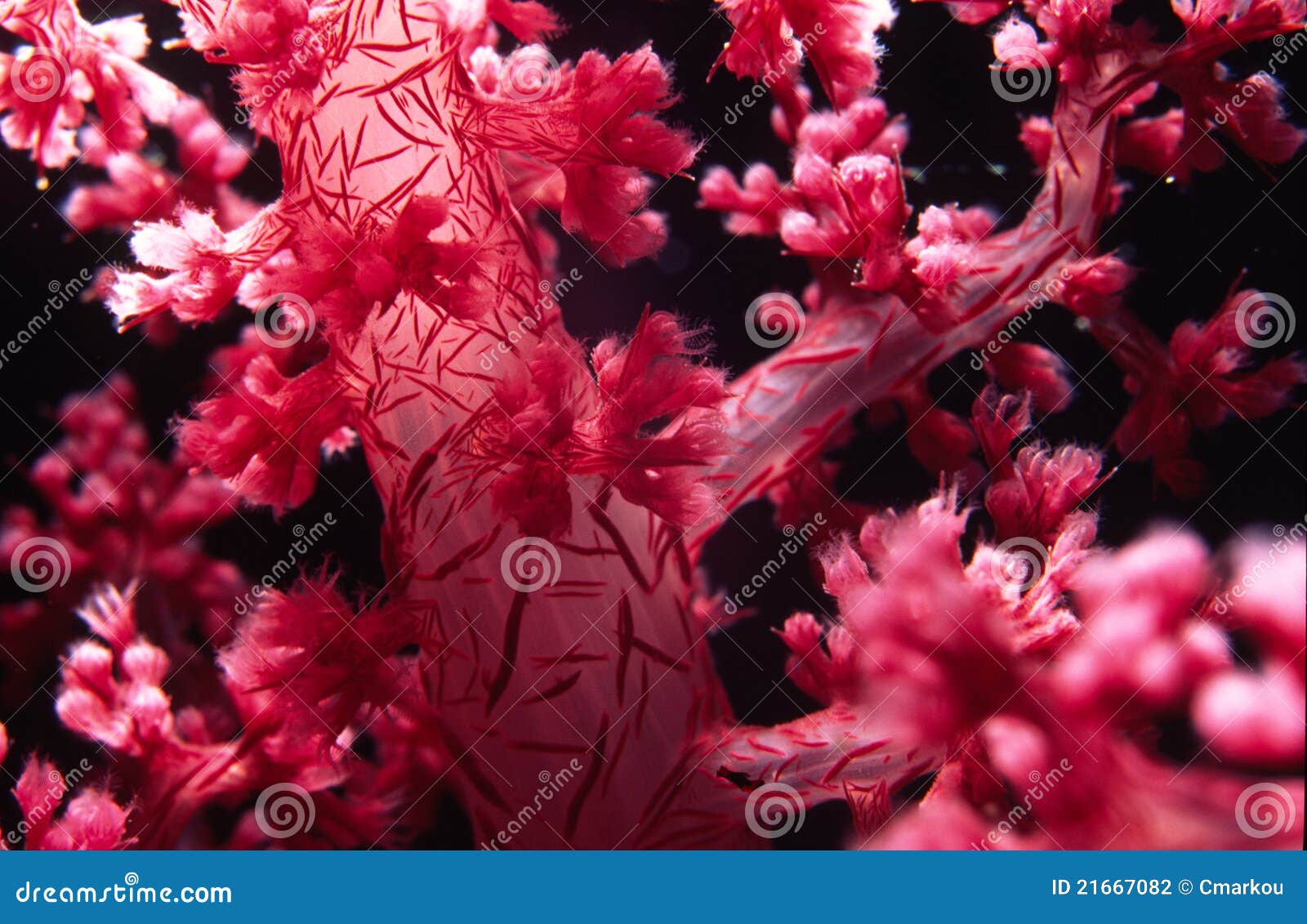 Corail mou photo stock. Image du tropical, couleur, plongée - 21667082