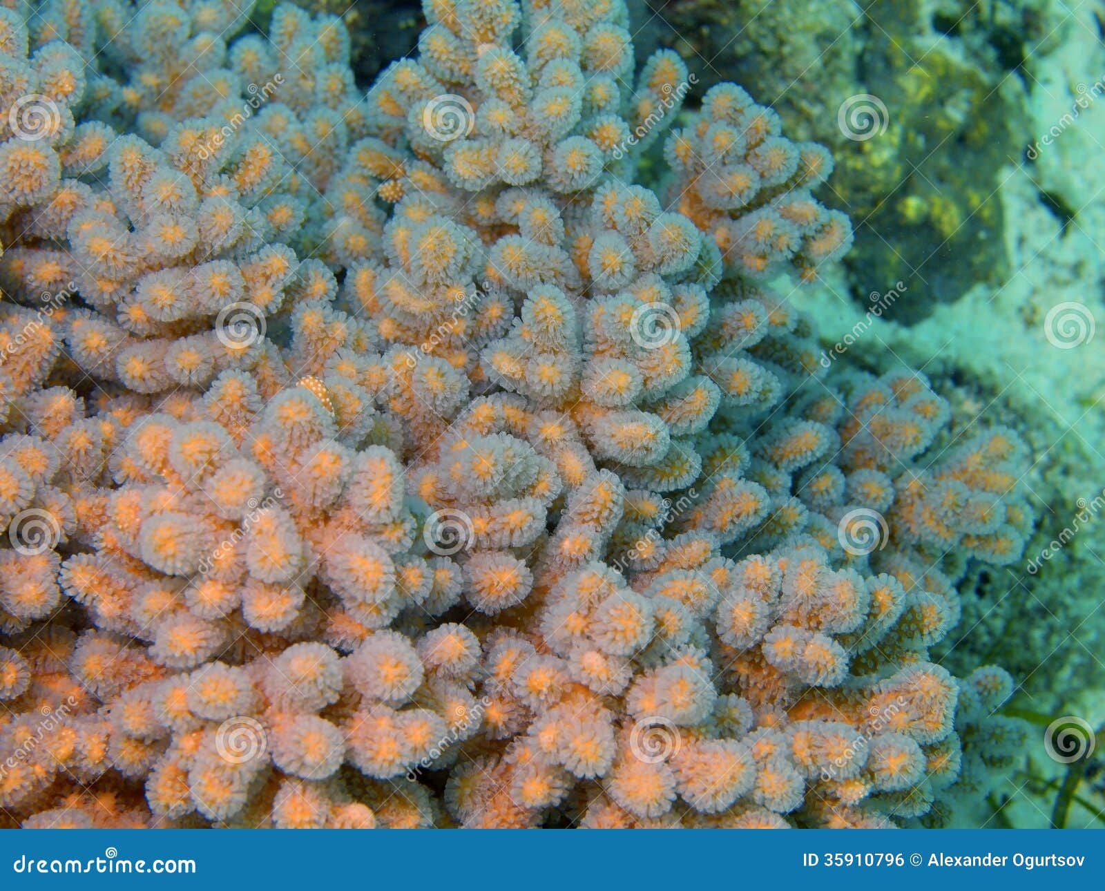 Corail mou photo stock. Image du océan, animal, pierre - 35910796