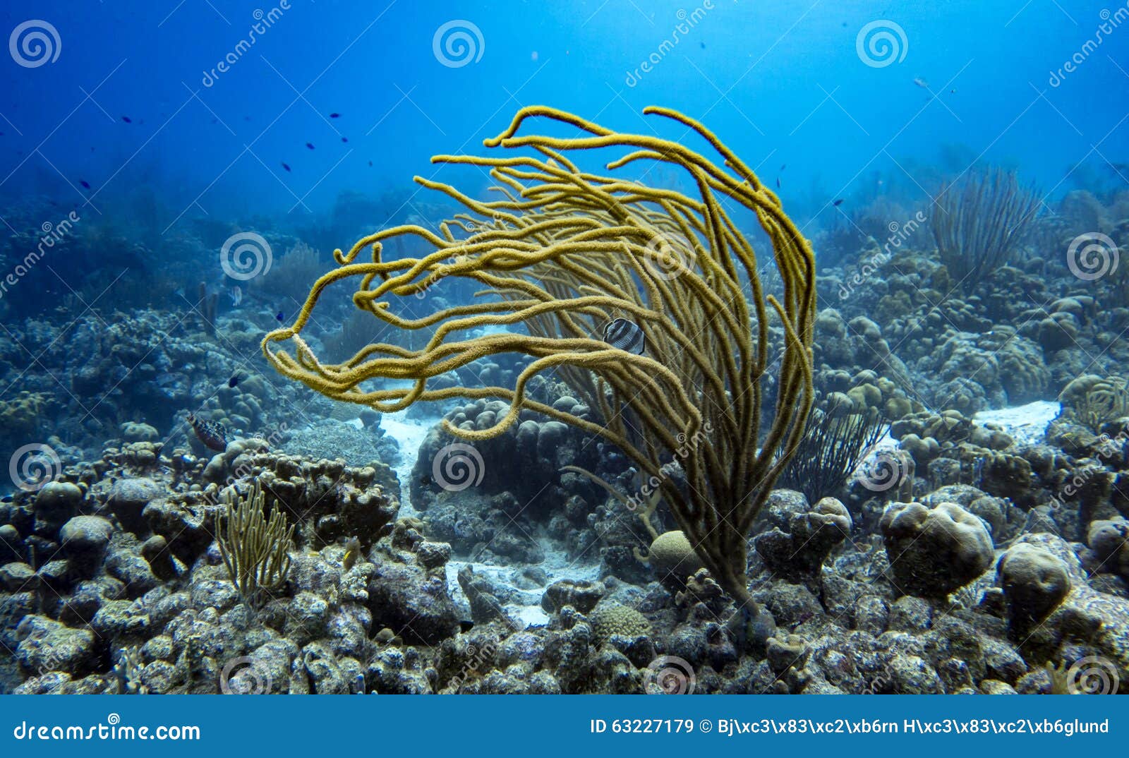 Corail mou image stock. Image du coloré, doux, aquatique - 63227179