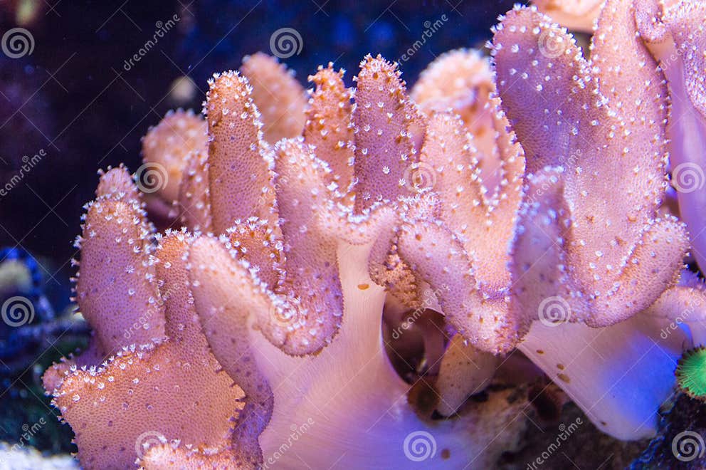 Corail mou rose image stock. Image du doux, animaux, polype - 44063713