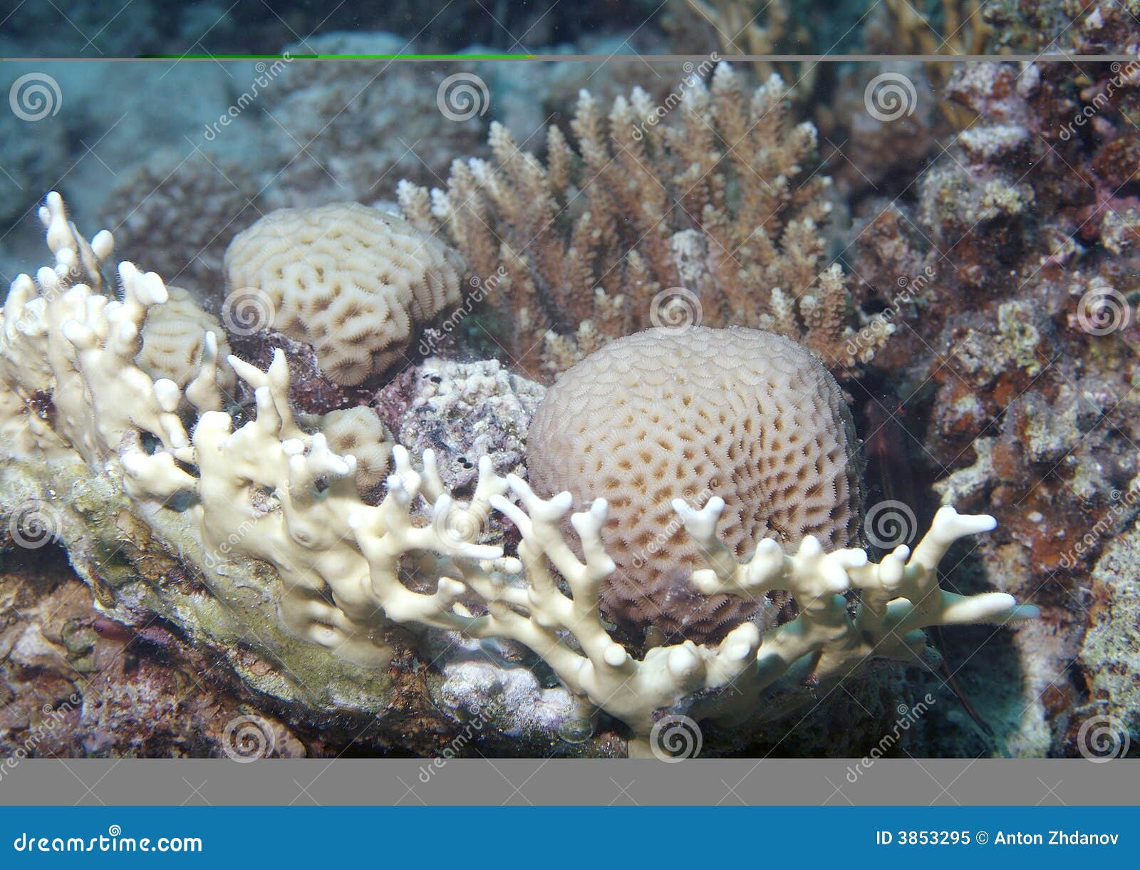 Corail Sous-marin De La Mer Rouge Image stock - Image du arénacé ...