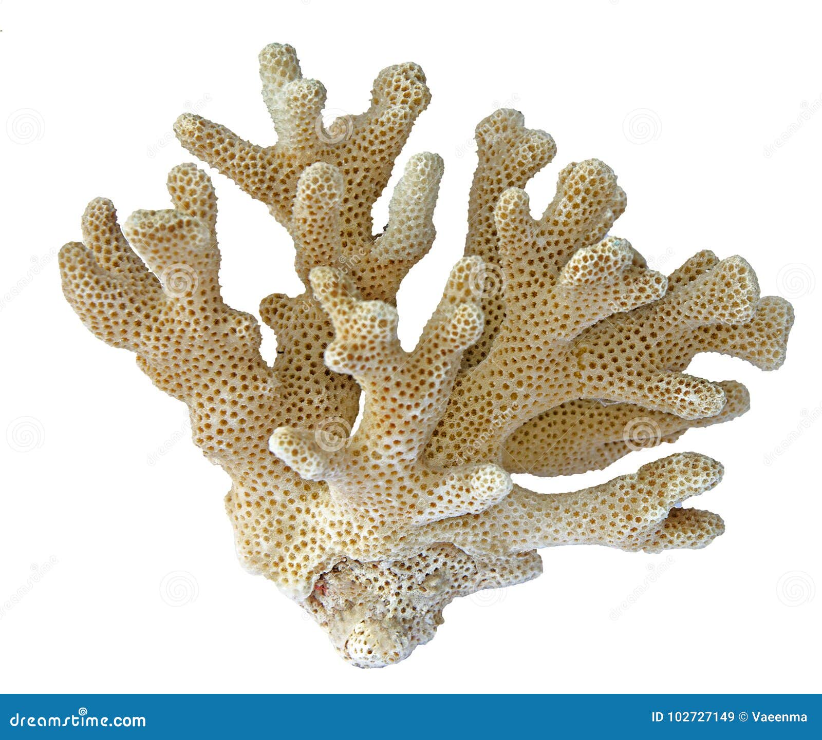 Corail Blanc Stock Photos - Download 36,935 Images
