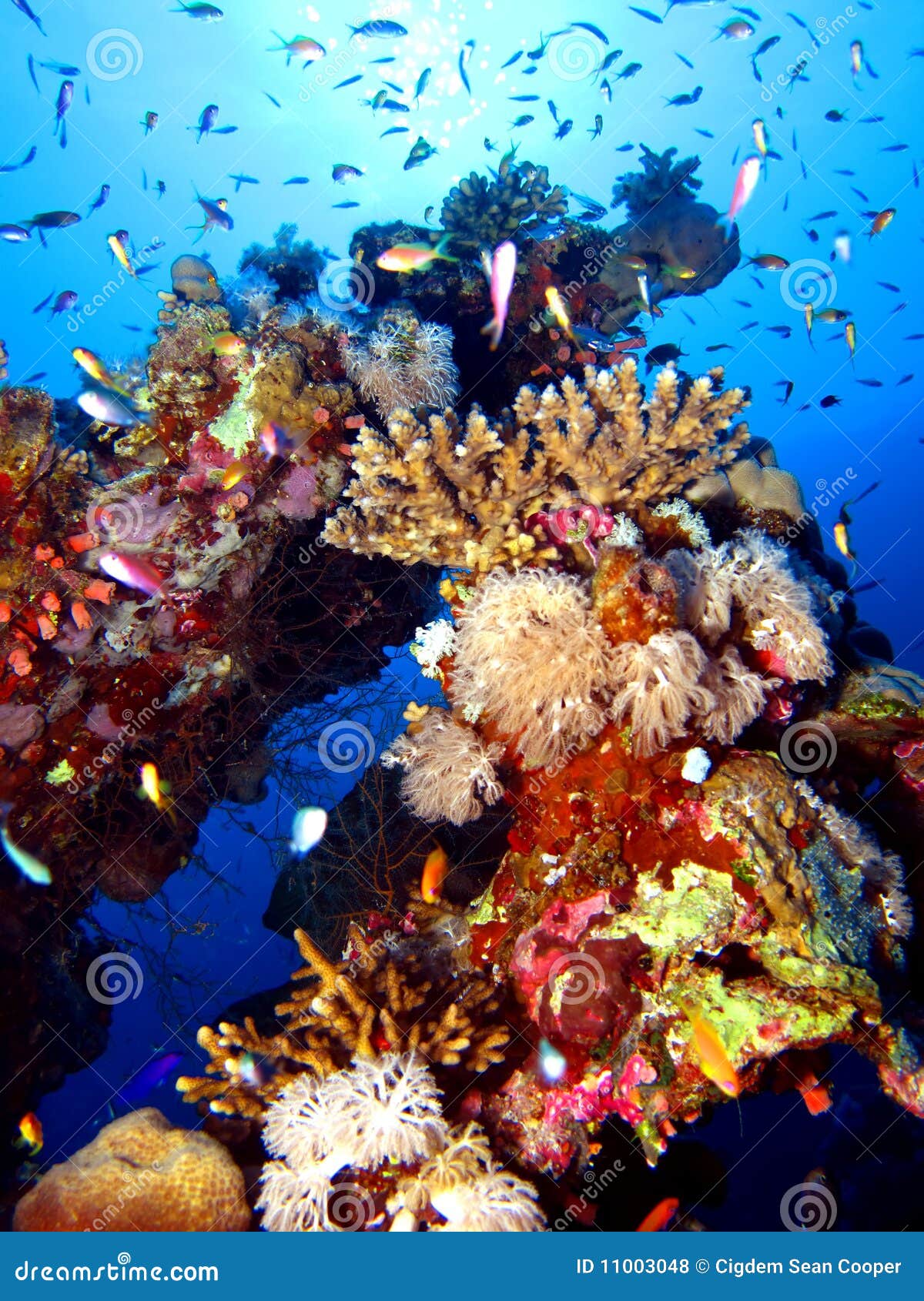 Coral stock photo. Image of reef, pinnacle, sport, coral - 11003048