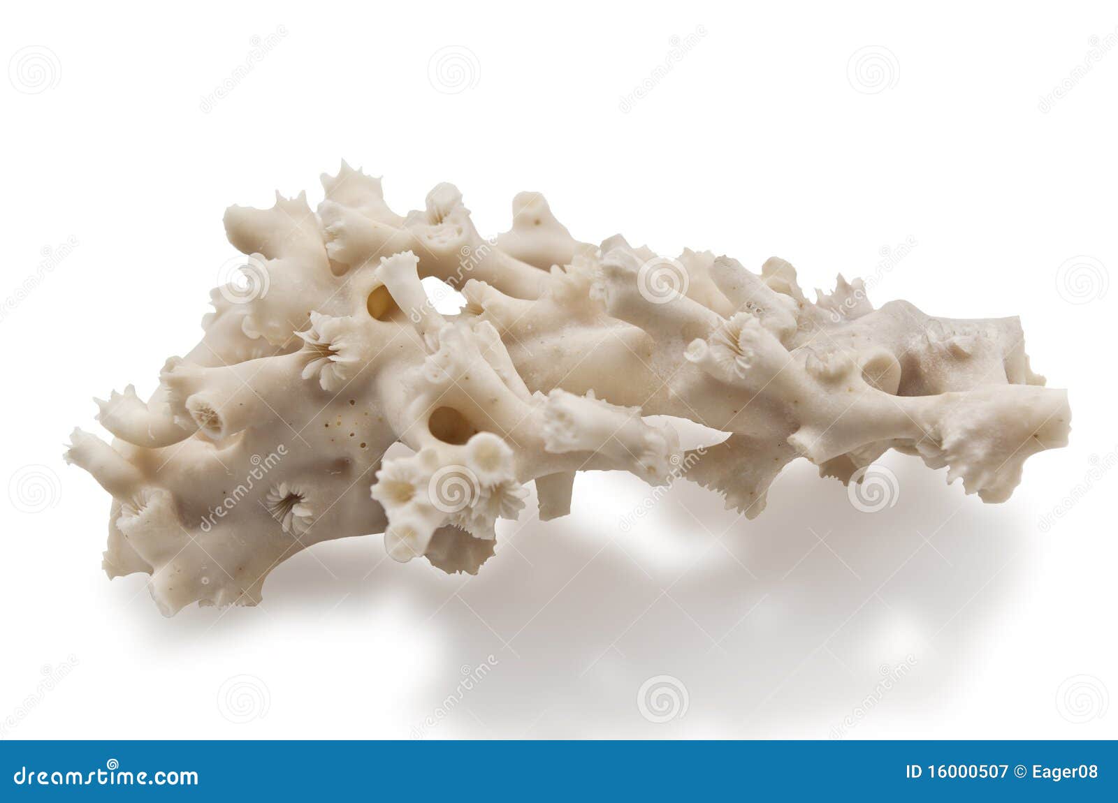Coral stock image. Image of ocean, calcium, fossil, bacteria - 16000507