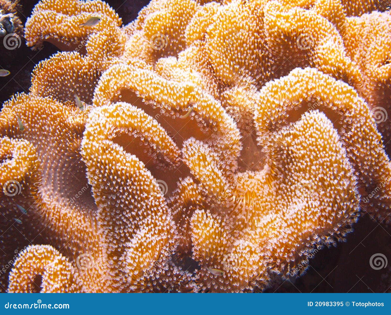 Coral stock image. Image of coral, texture, unspecific - 20983395