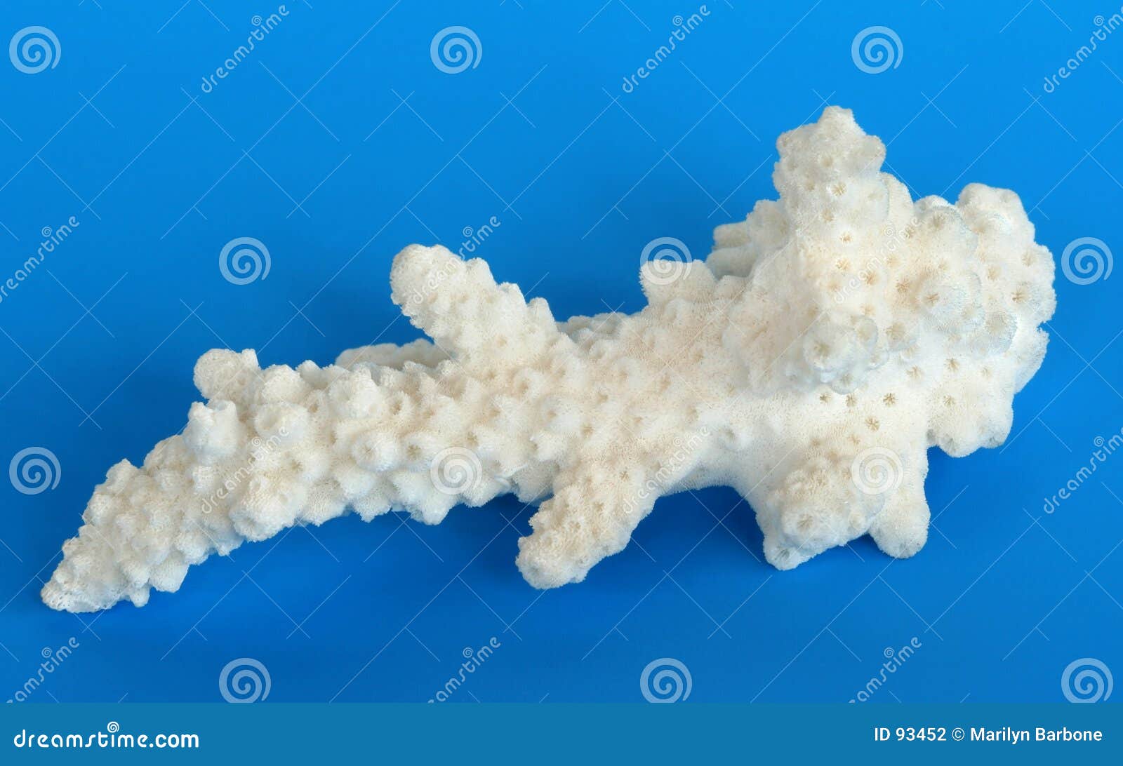 Coral stock photo. Image of shell, endangered, blue, reef - 93452