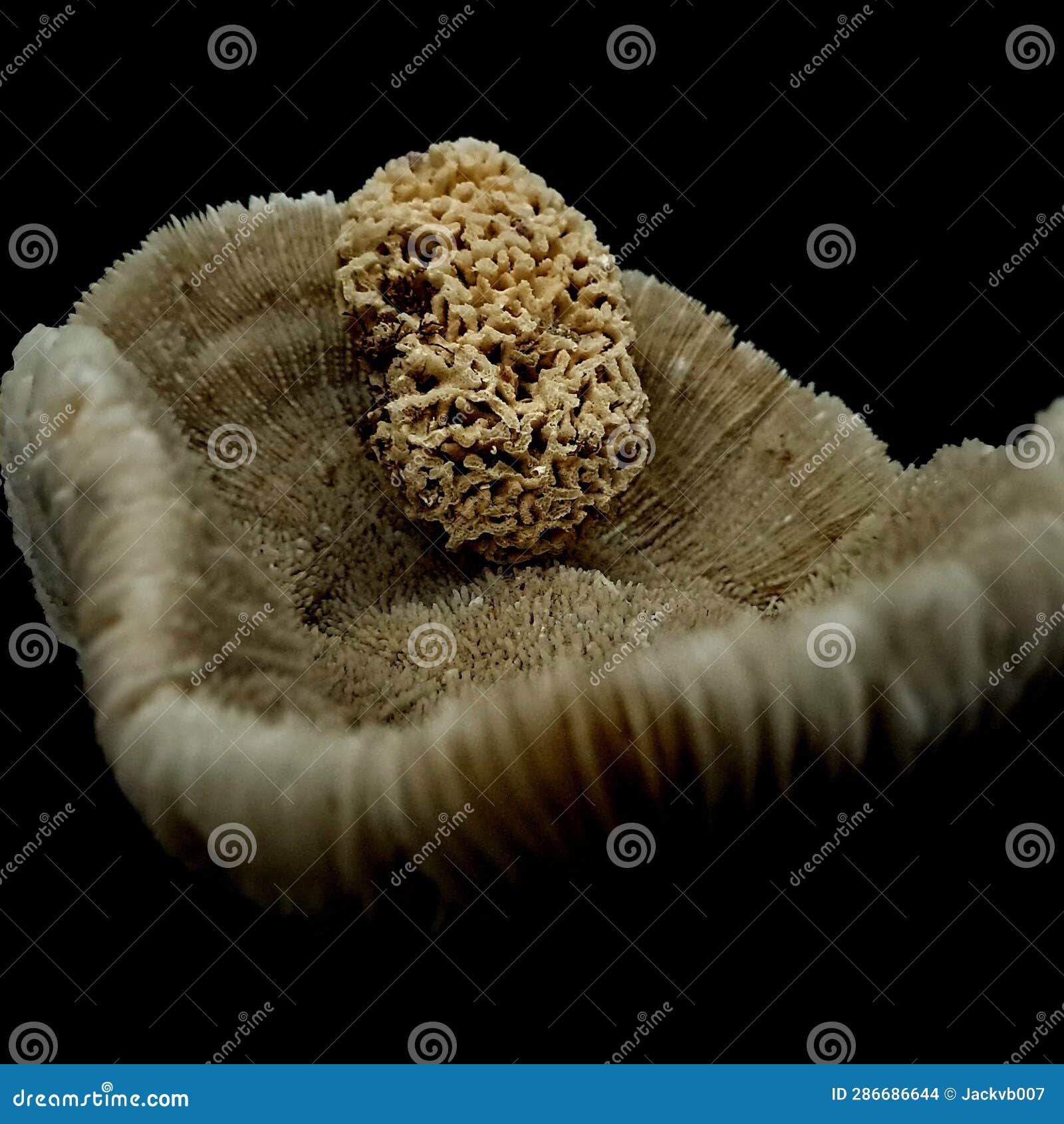 Coral age of extinction stock photo. Image of abstract - 286686644