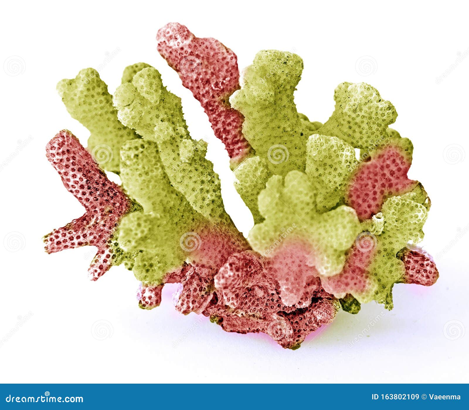 Coral aislado en blanco imagen de archivo. Imagen de carbonato - 163802109