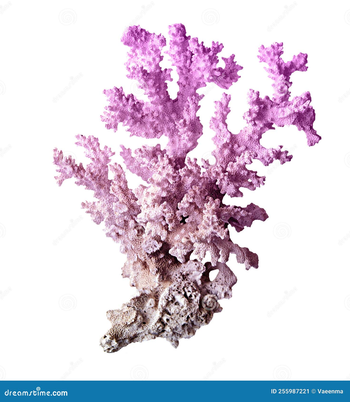 Coral aislado en blanco imagen de archivo. Imagen de carbonato - 255987221