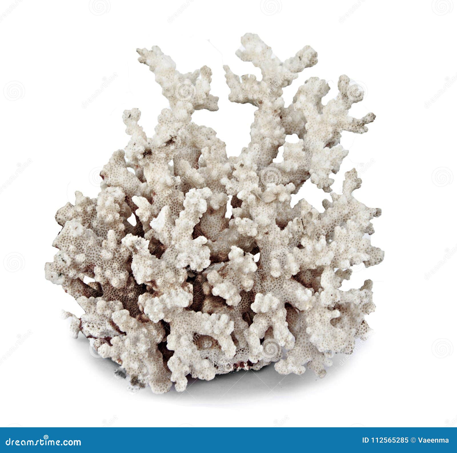 Coral Aislado En El Fondo Blanco Imagen de archivo - Imagen de polilla ...