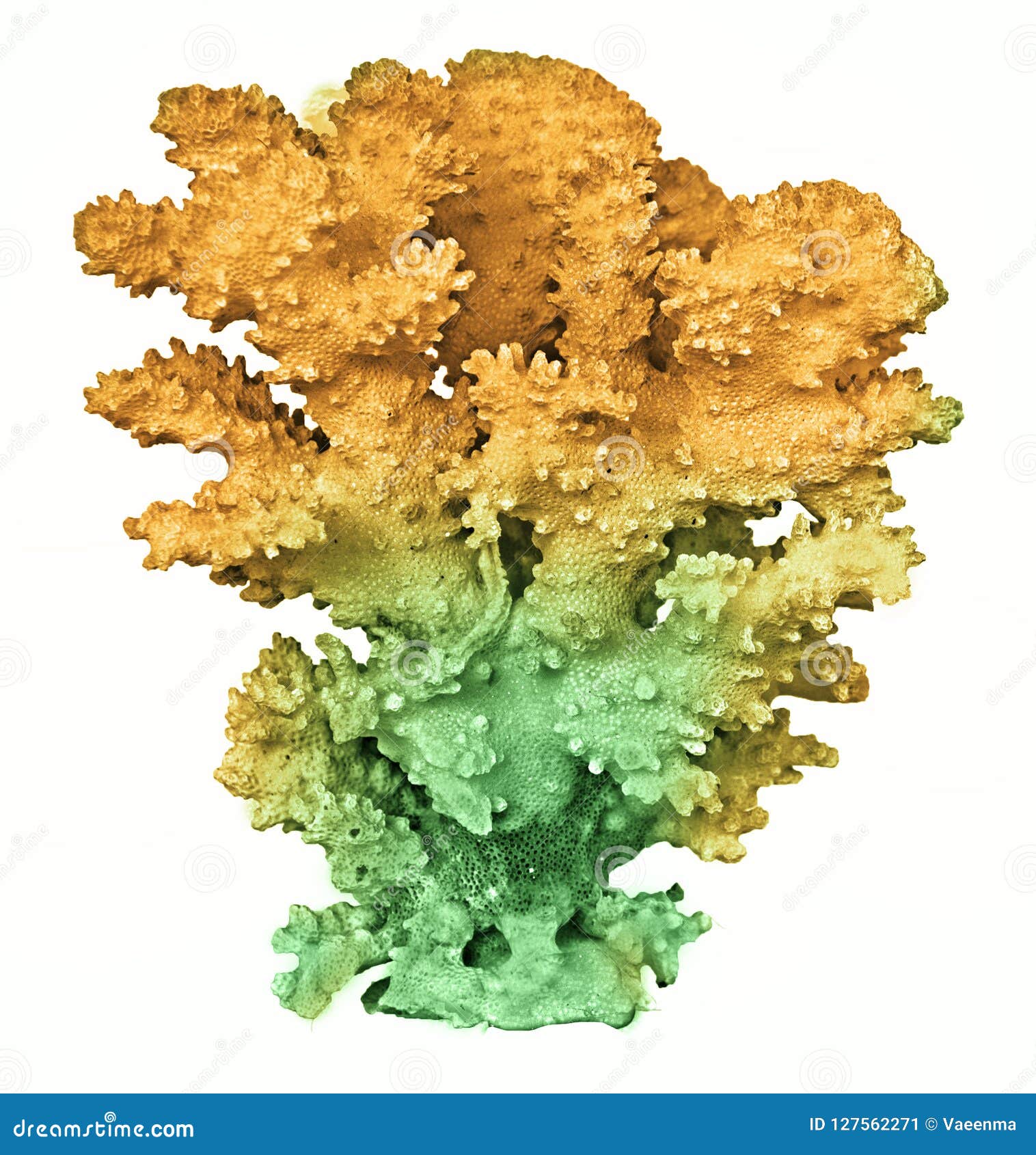 Coral Aislado En El Fondo Blanco Imagen de archivo - Imagen de cierre ...