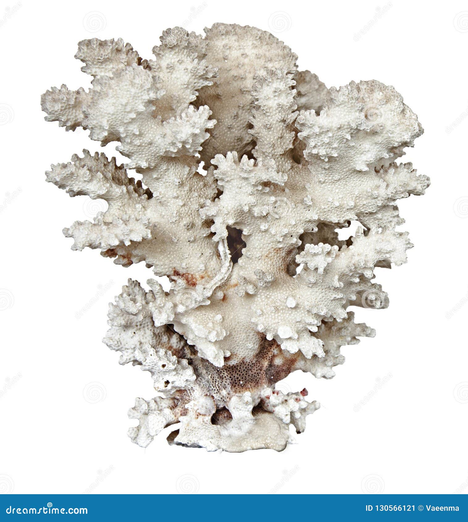 Coral Aislado En El Fondo Blanco Imagen de archivo - Imagen de cierre ...