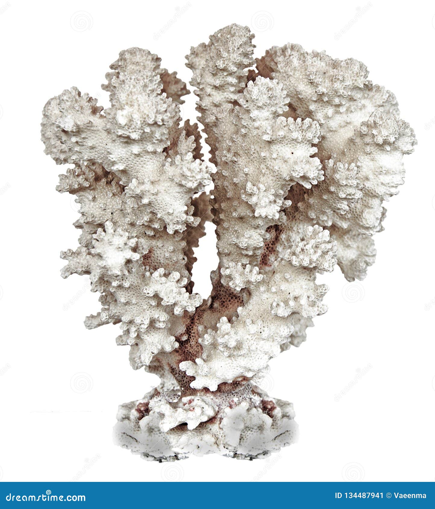 Coral Aislado En El Fondo Blanco Imagen de archivo - Imagen de coral ...