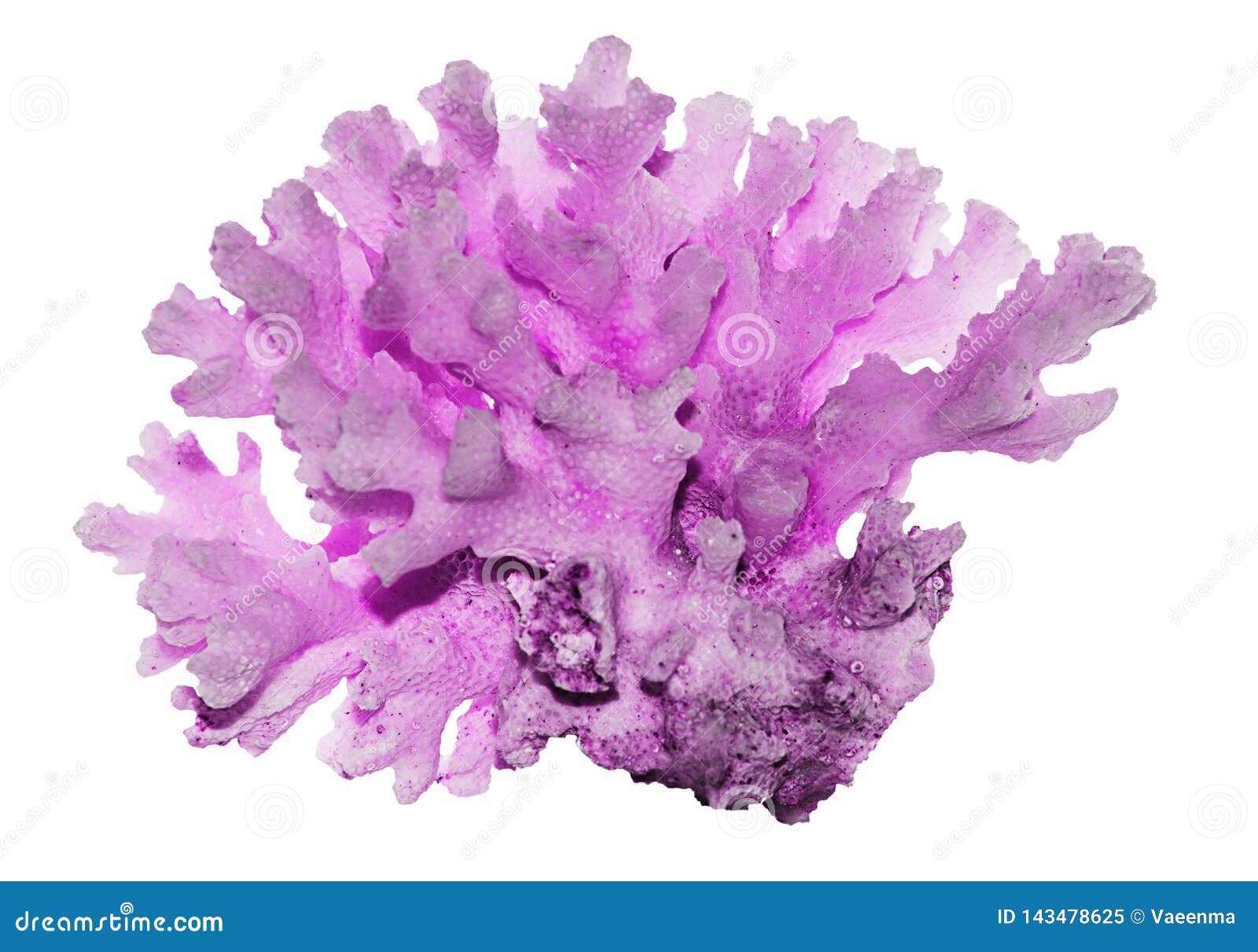 Coral Aislado En El Fondo Blanco Imagen de archivo - Imagen de calcio ...