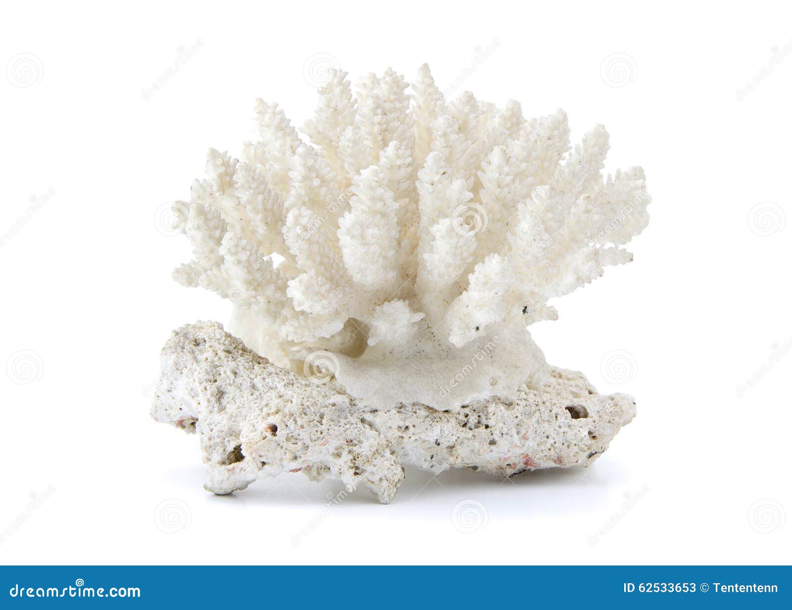 Coral Aislado En El Fondo Blanco Imagen de archivo - Imagen de coral ...