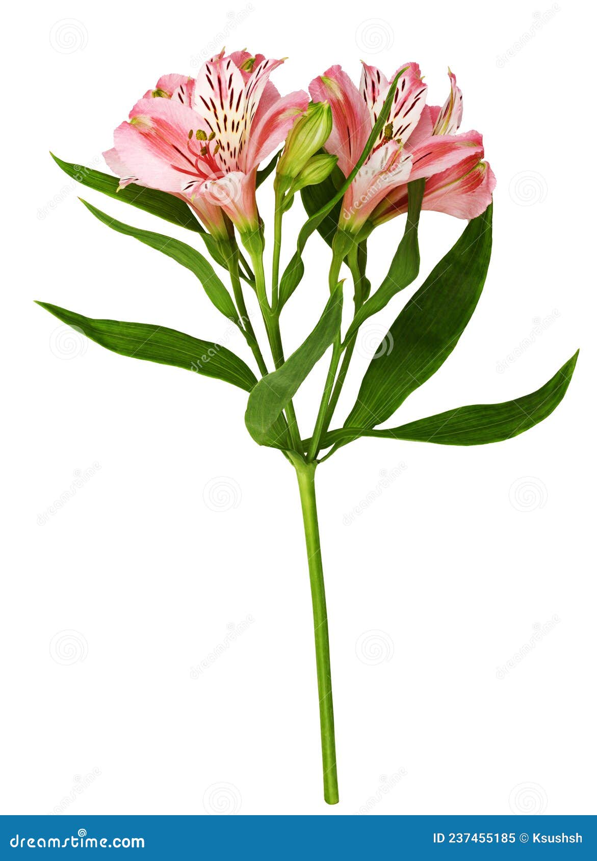 Coral Alstroemeria Flowers Isolated Stock Image - Image of pink ...