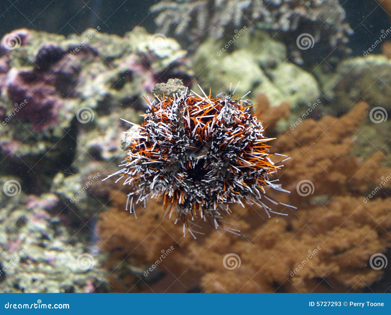 Coral Animal stock image. Image of underwater, animal - 5727293