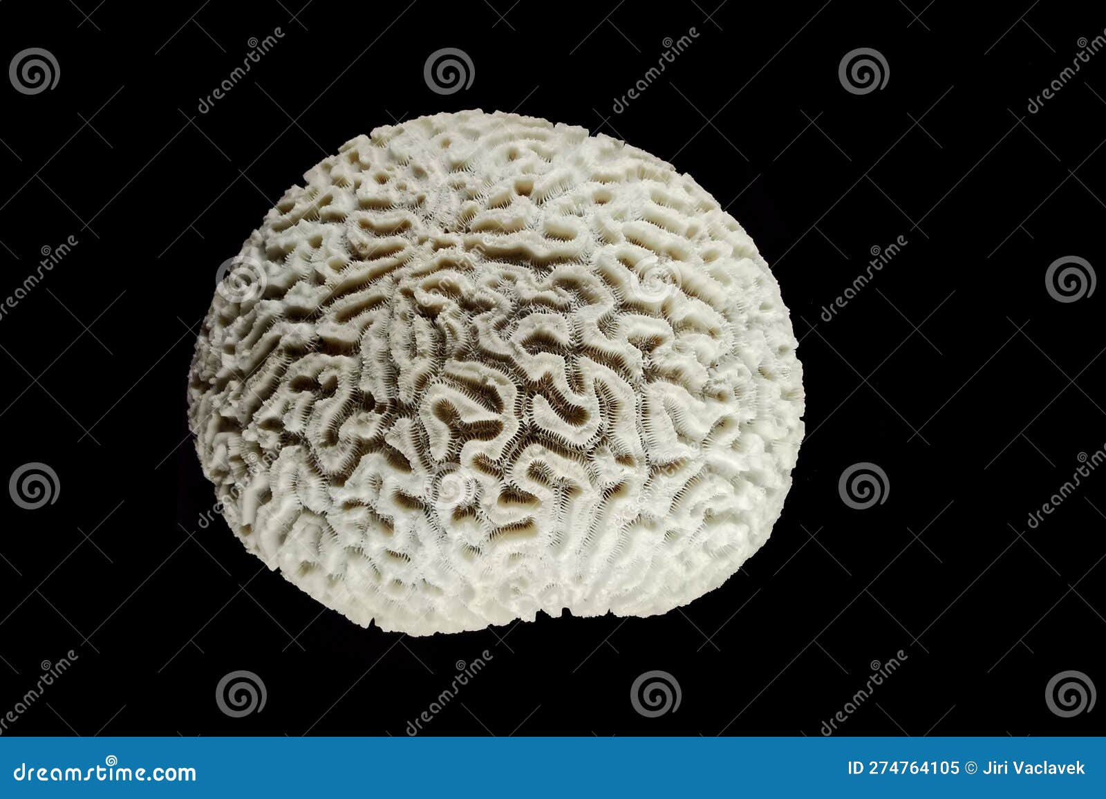 Coral animal isolated stock image. Image of coral, fiery - 274764105