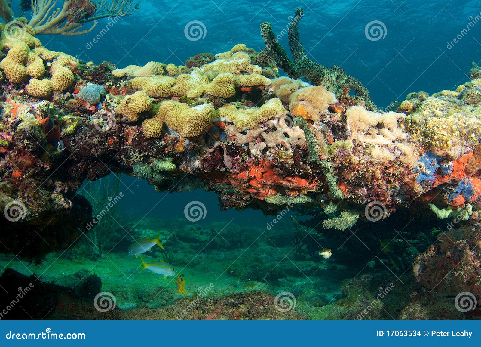 Coral Arch stock photo. Image of gorgonian, ledge, leatherback - 17063534