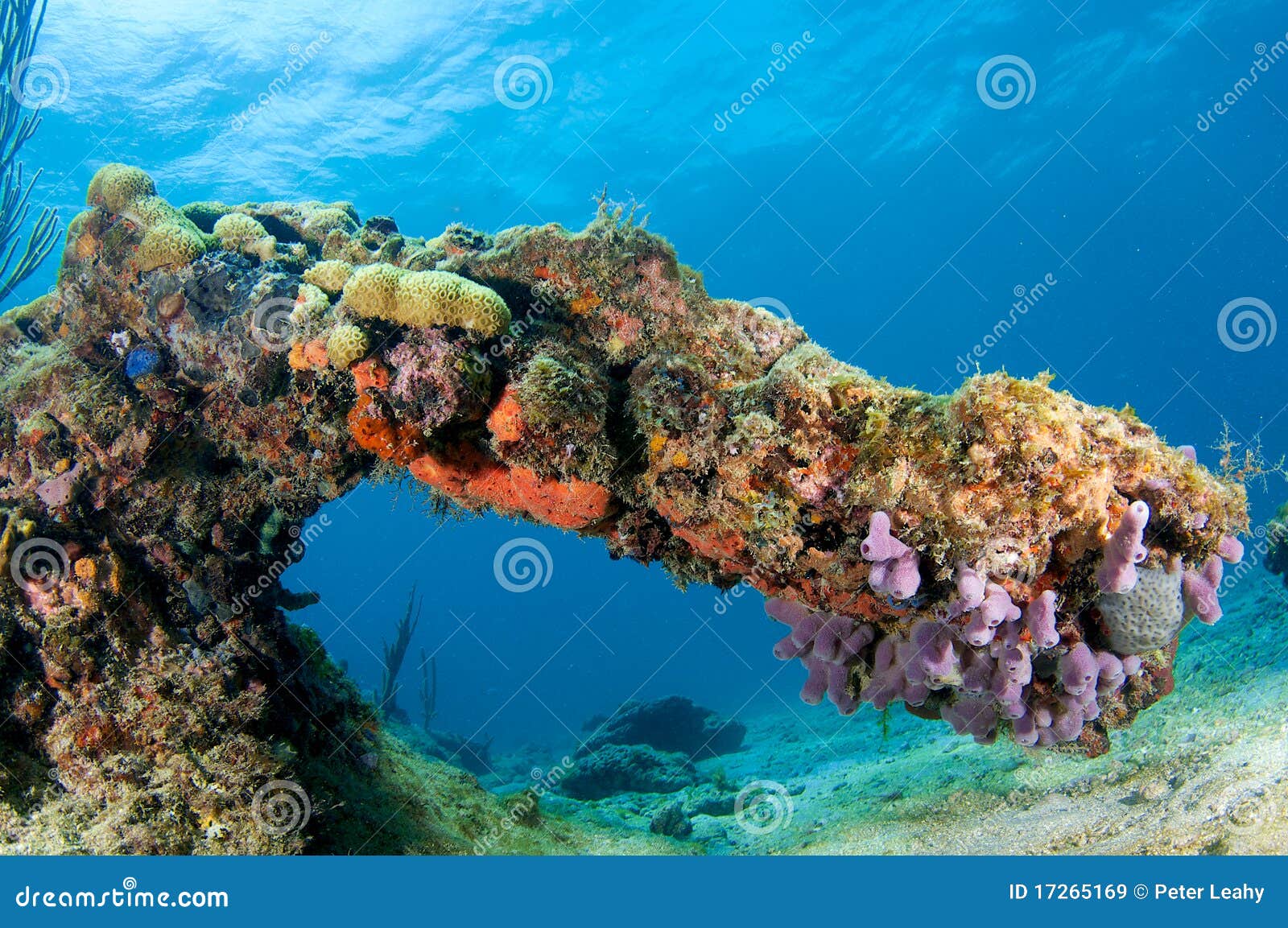 Coral Arch stock image. Image of hard, leatherback, aquarium - 17265169