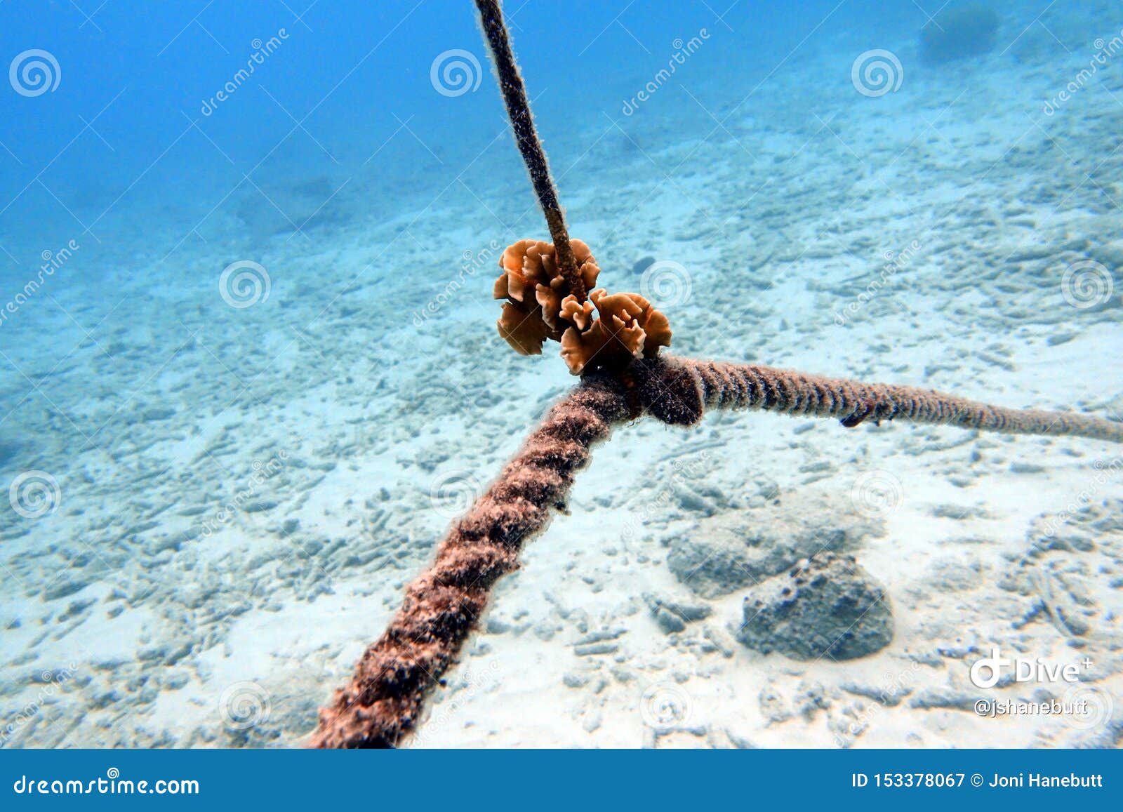 Coral Attached To a Rope Line Stock Image - Image of favia, atlantic ...