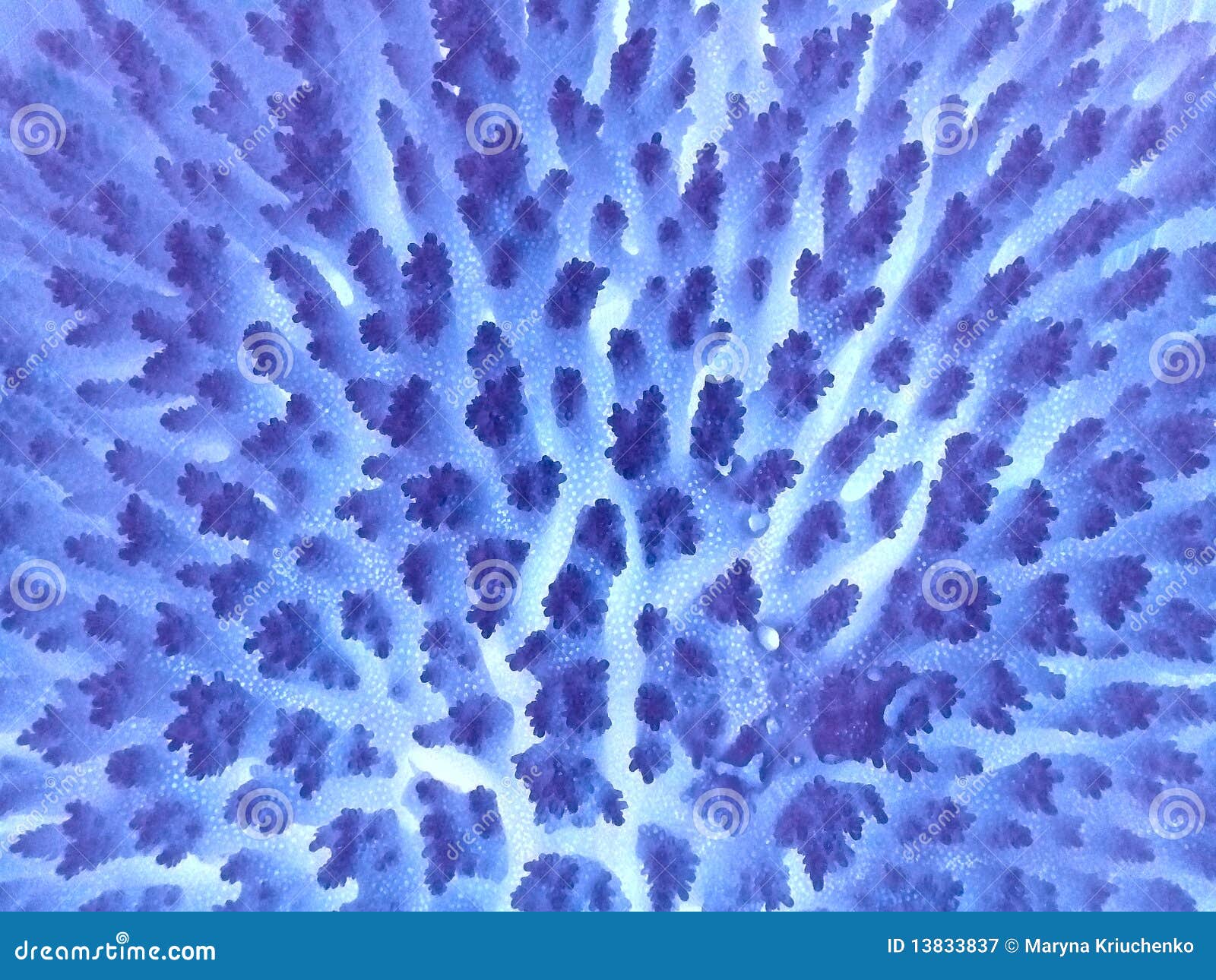 Coral azul imagem de stock. Imagem de profundidade, grama - 13833837