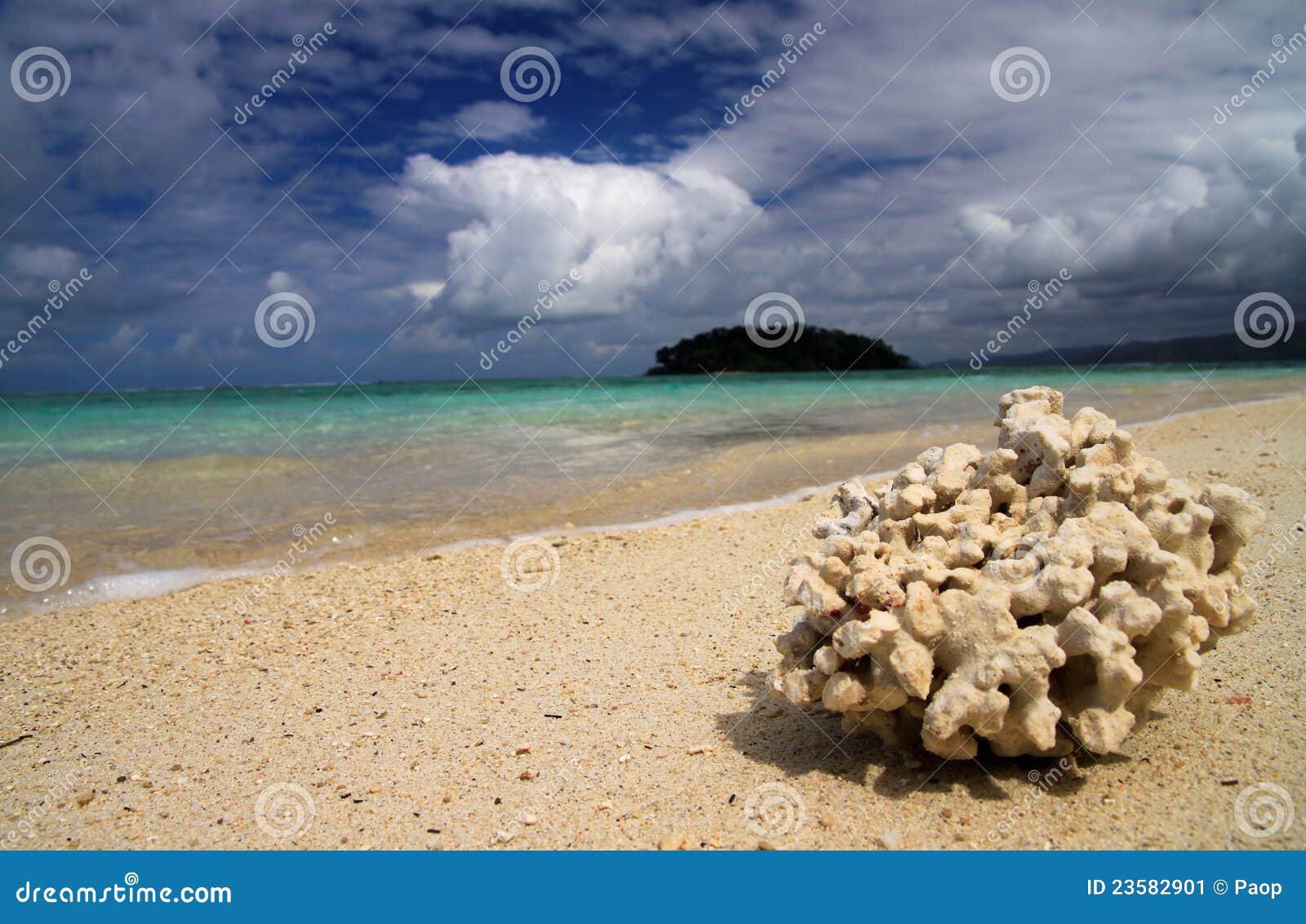 Coral on the beach stock image. Image of ocean, sandy - 23582901